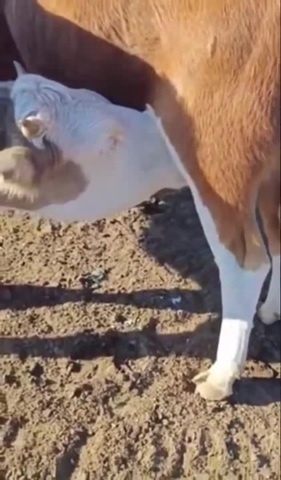 Infinity Milk - Coub