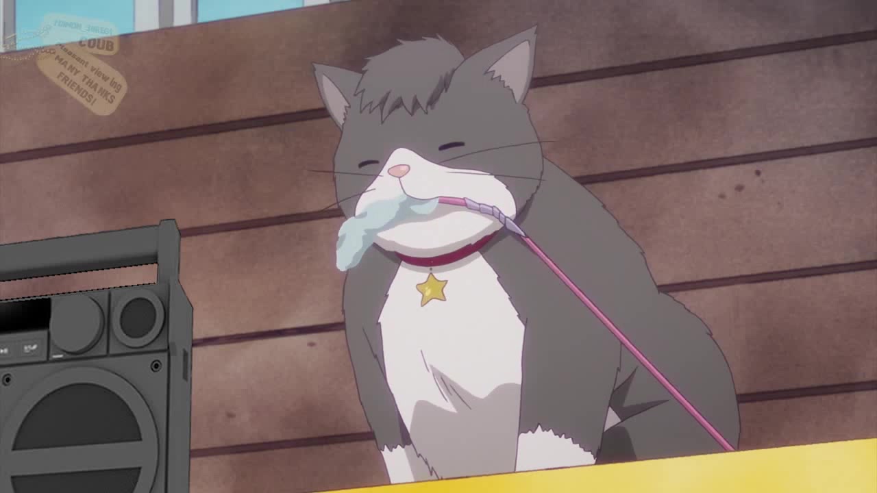 Even cats try to to do romance (x5) - Coub