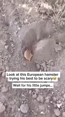 This little guy is so funny.🤣🤣 - Coub