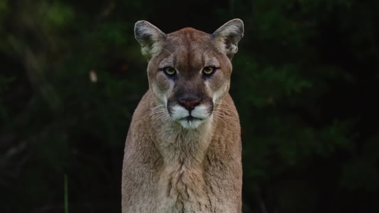 ნადირი versus ნადირი - Coub