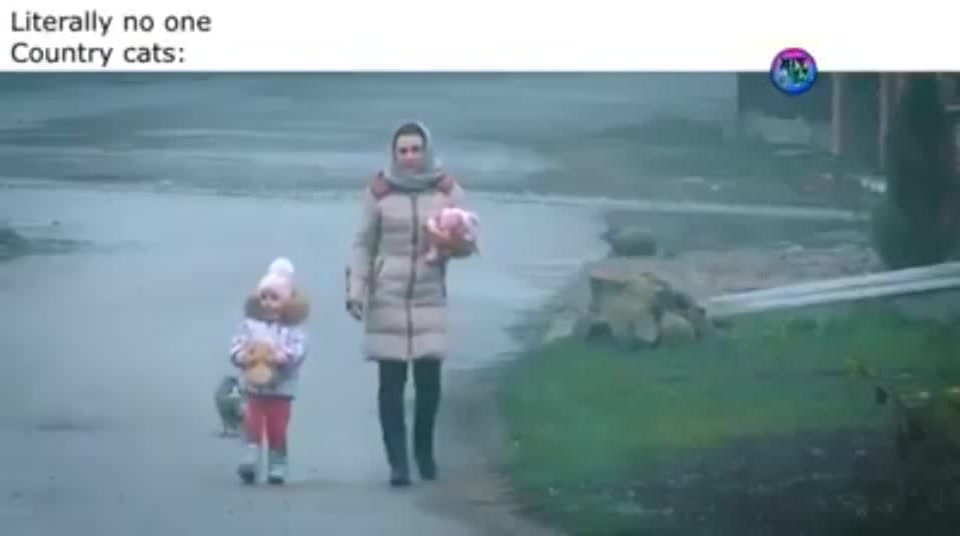 Cat Freestyler - Coub