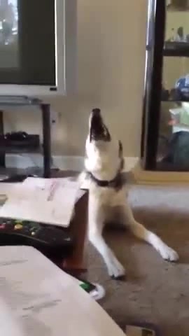 Dogs screaming - Coub
