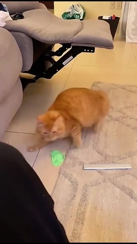 Funny Cat Fails. Compilation. Part 2 More, funny videos, jokes and ...