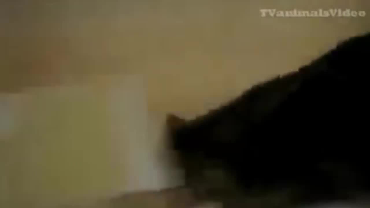 AWOLNATION 'Sail' and Funny Cat - Coub