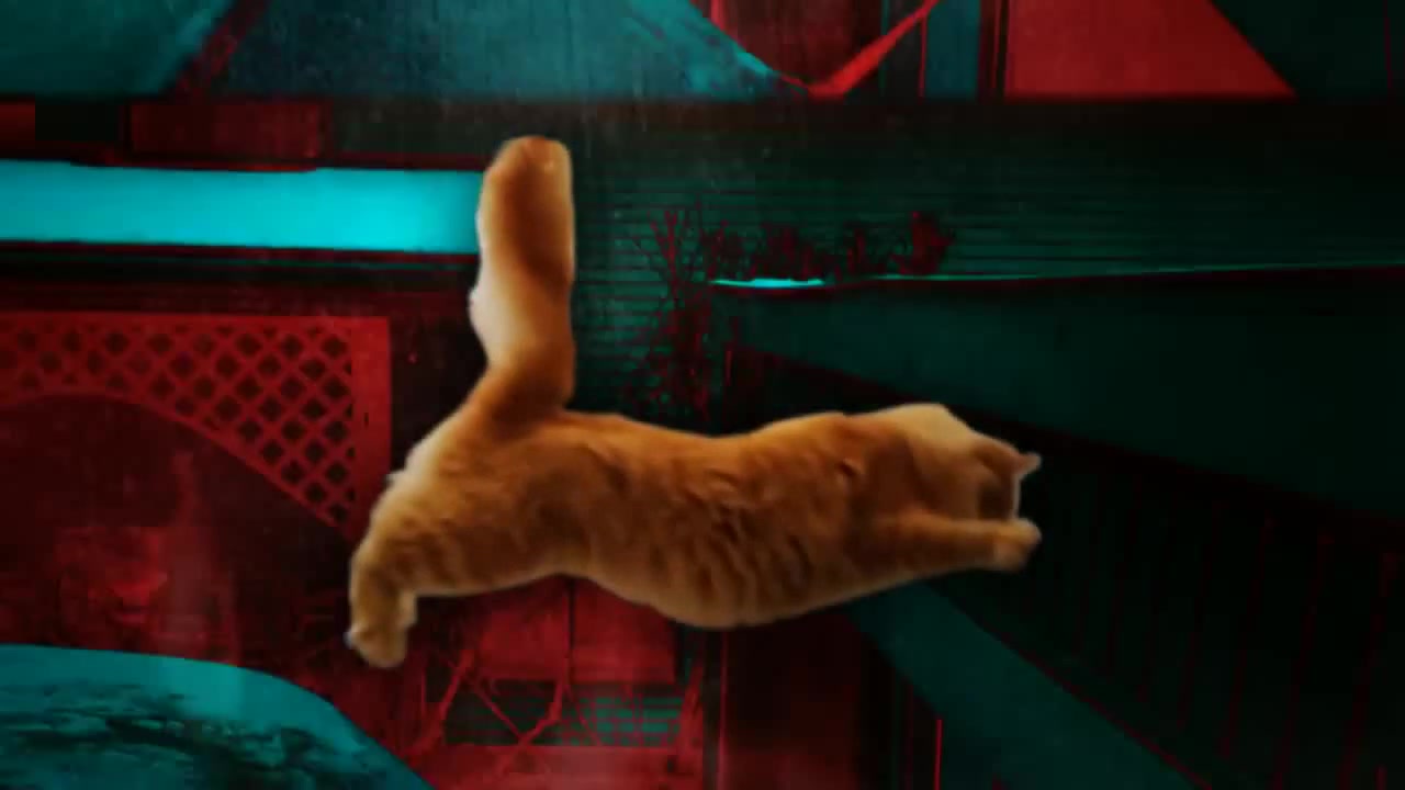 Stranger Cats - Coub