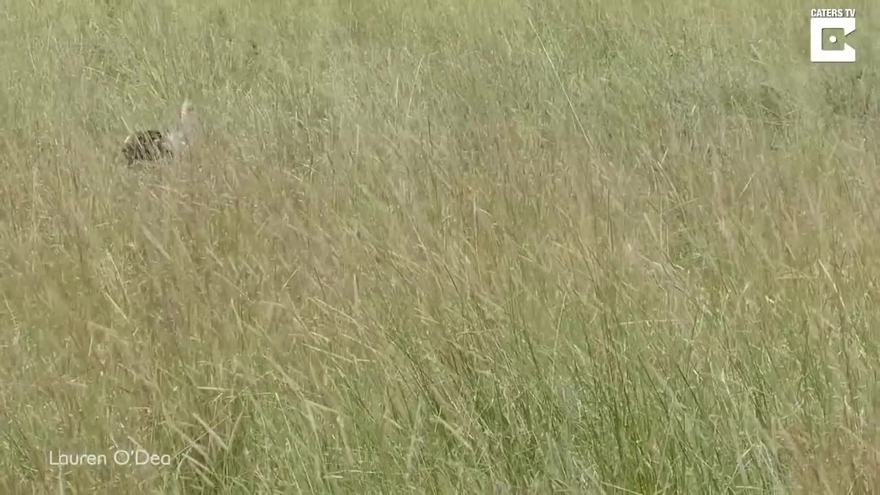 Bird Makes Miraculous Escape From Hungry Leopard - Coub