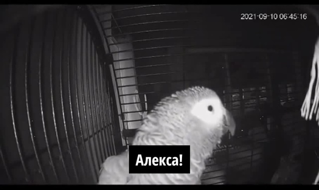 Hi-Tech parrot - Coub