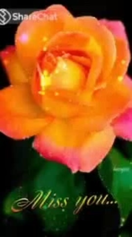 Roses are red - Coub