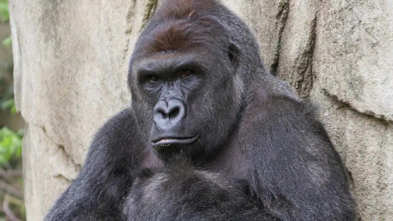 A TRUE FRIEND -- RIP HARAMBE (TRIBUTE SONG) - Coub