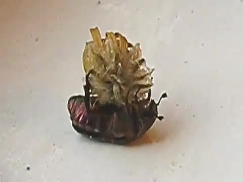 Roller bug - Coub