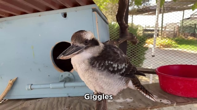 I interviewed animals with a tiny mic again - Coub