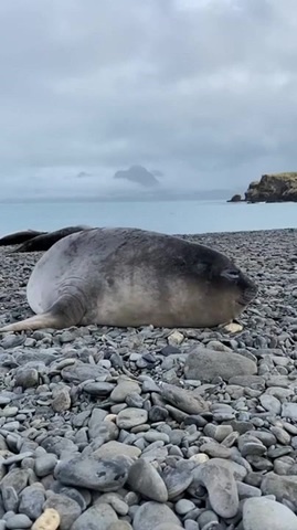 Seal Core🦭 - Coub