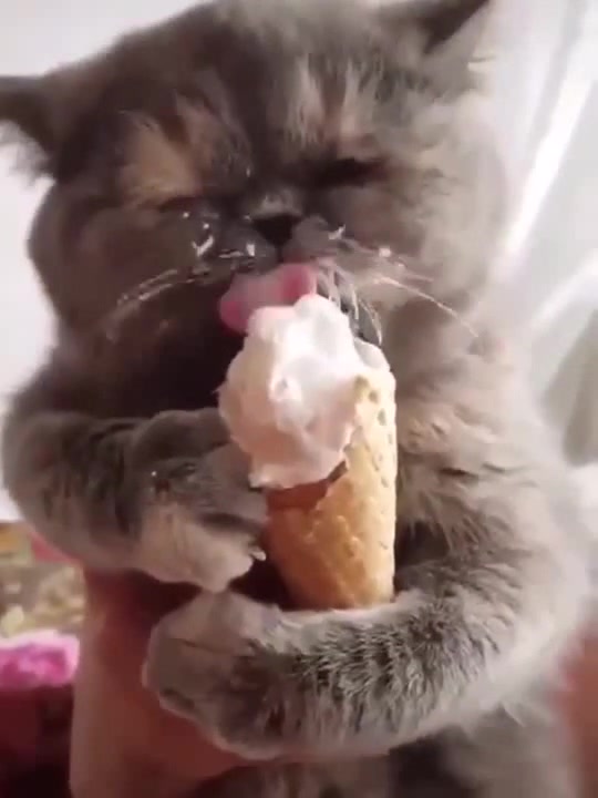 cat & ice cream - Coub