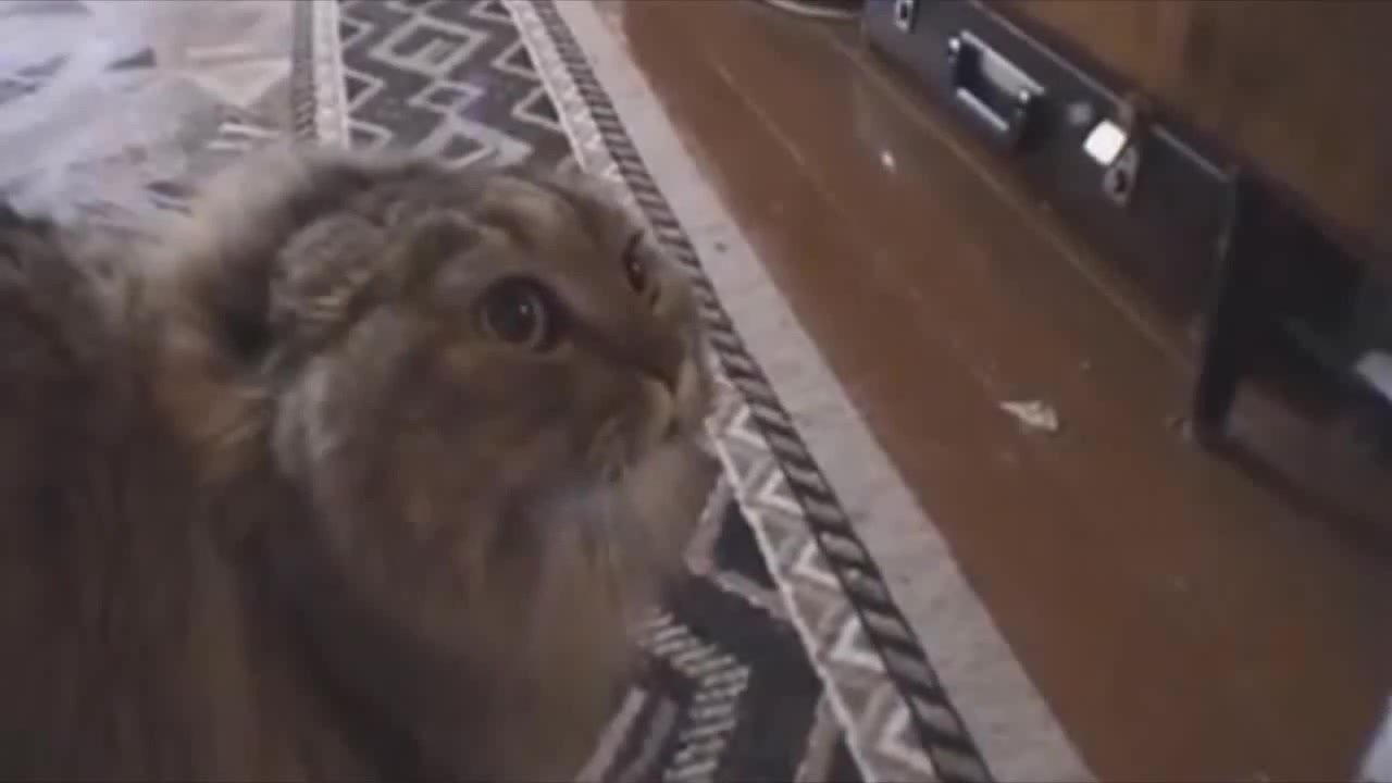 Twenty One Pilots - Heathens (Animal Cover) - Coub