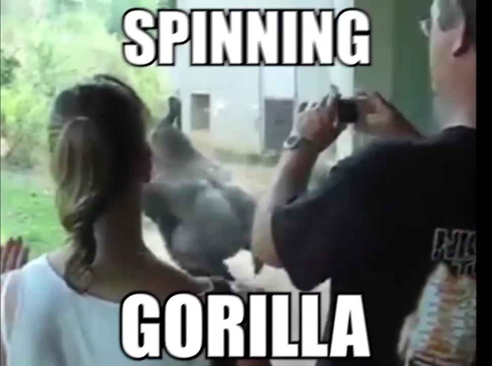 SPINNING GORILLA - Coub