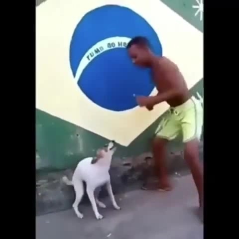 Boy and dog dancing - Coub