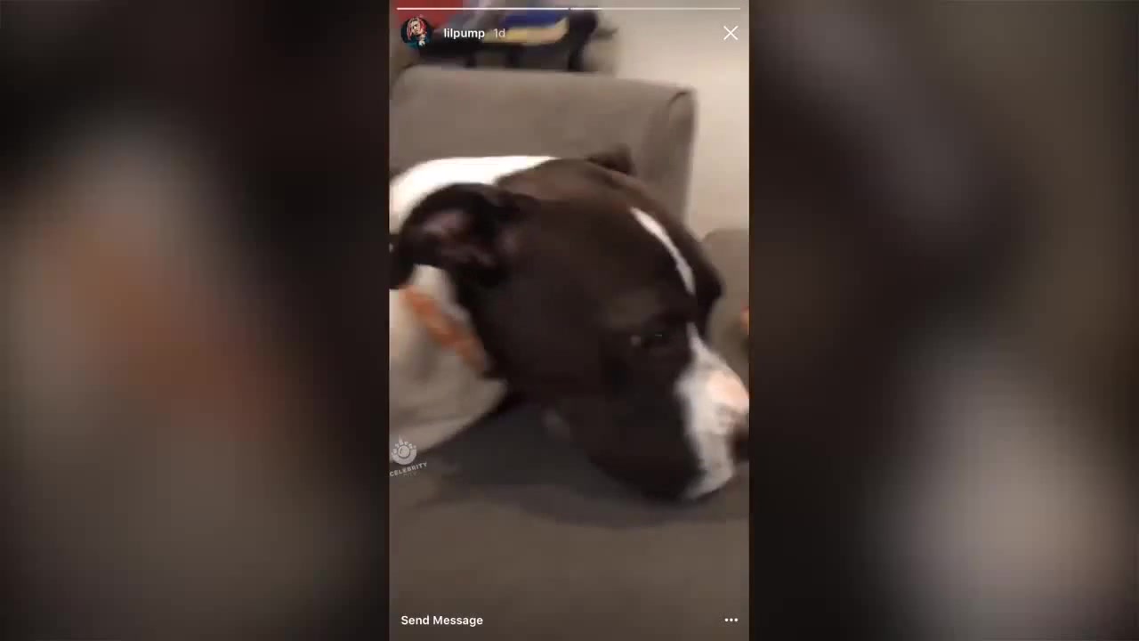 Lil Pump Yells “ESKETIT” Into Dog’s Ear, Scares Him - Coub