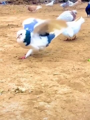 Backward somersault - Coub