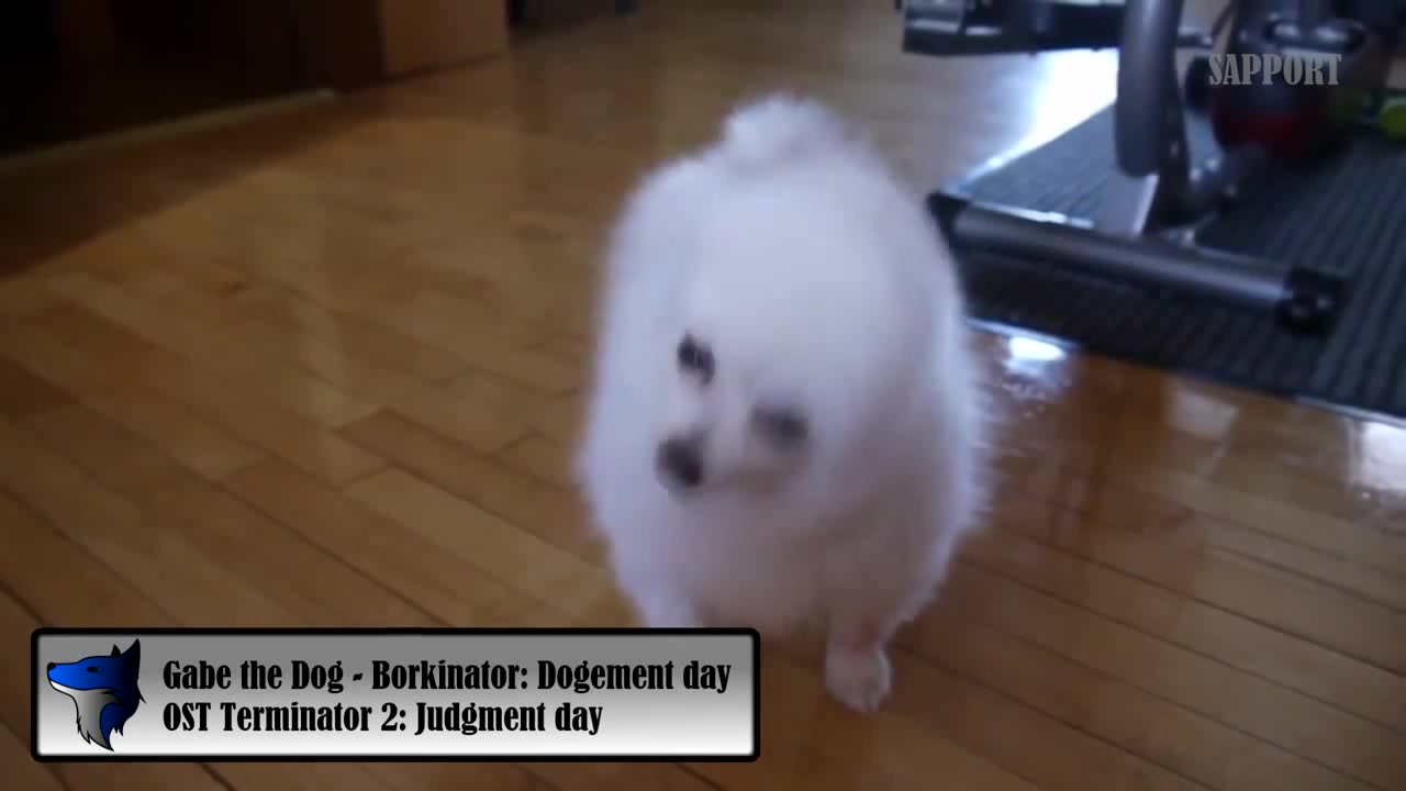 Gabe the Dog - Dogement day (Terminator) - Coub