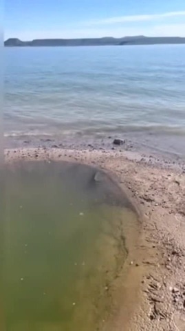 Strength of will. 💪Overcome obstacles and achieve your goal! 🐟P.S. Even the fish did it! - Coub