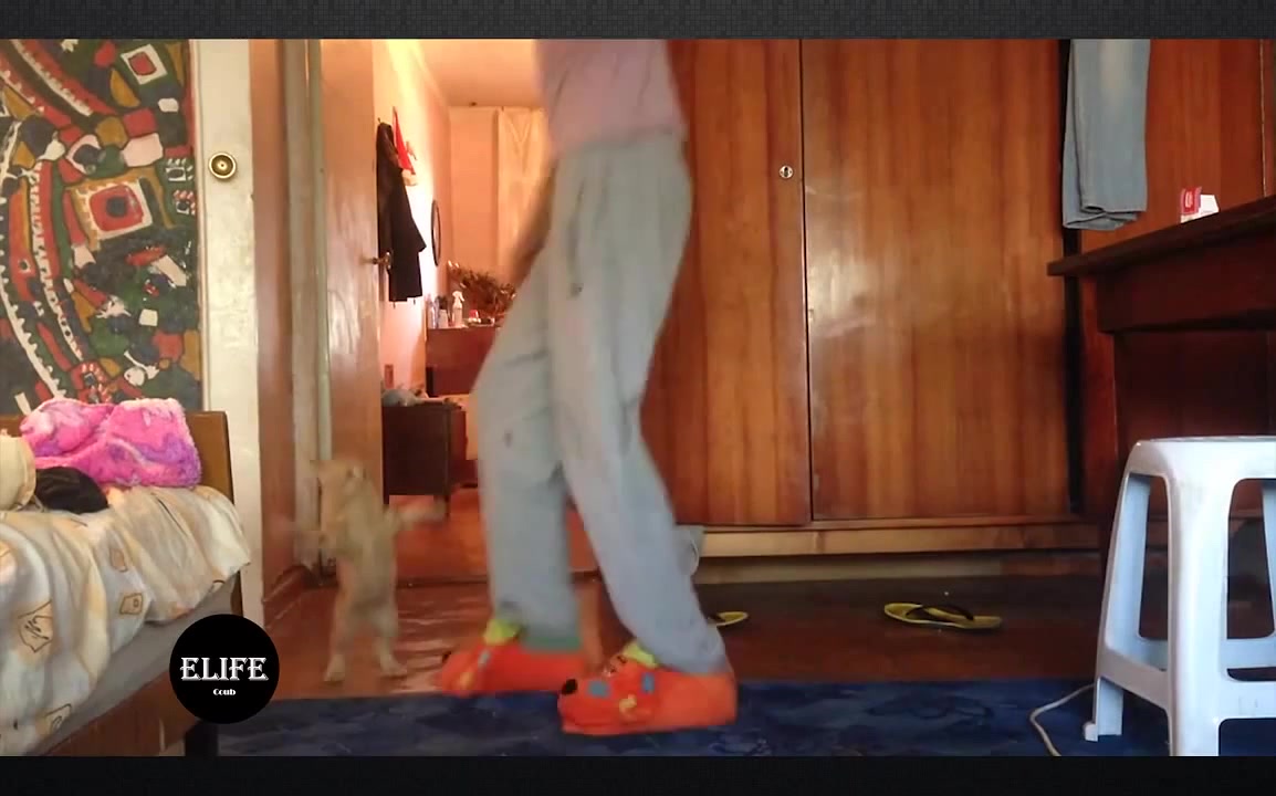 cat hard bass - Coub