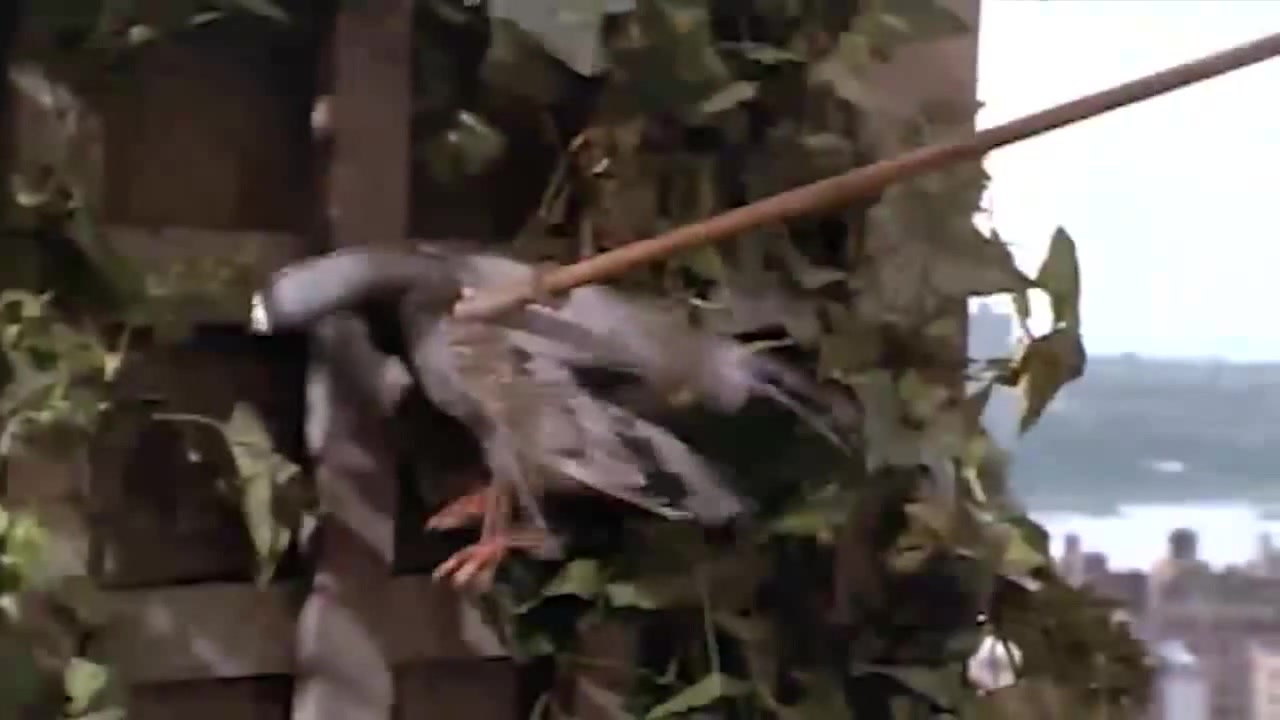 Jungle2jungle pigeon - Coub
