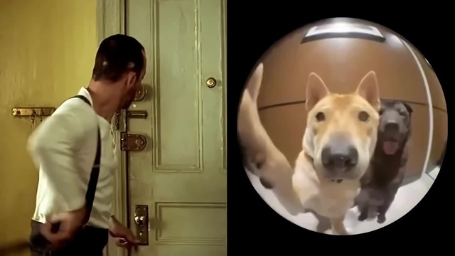 𝕄𝕒𝕥𝕒𝕟𝕕𝕠 𝕃é𝕠𝕟 - Coub