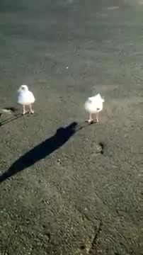 Seagull dancing - Coub