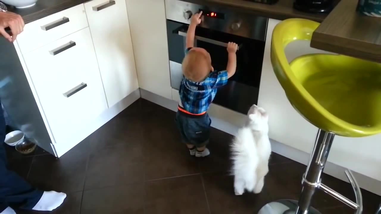 "NOOOOOOOOOOO" -cat - Coub