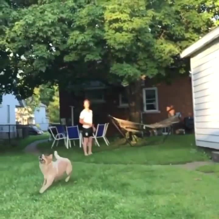 Doggo Fail - Coub