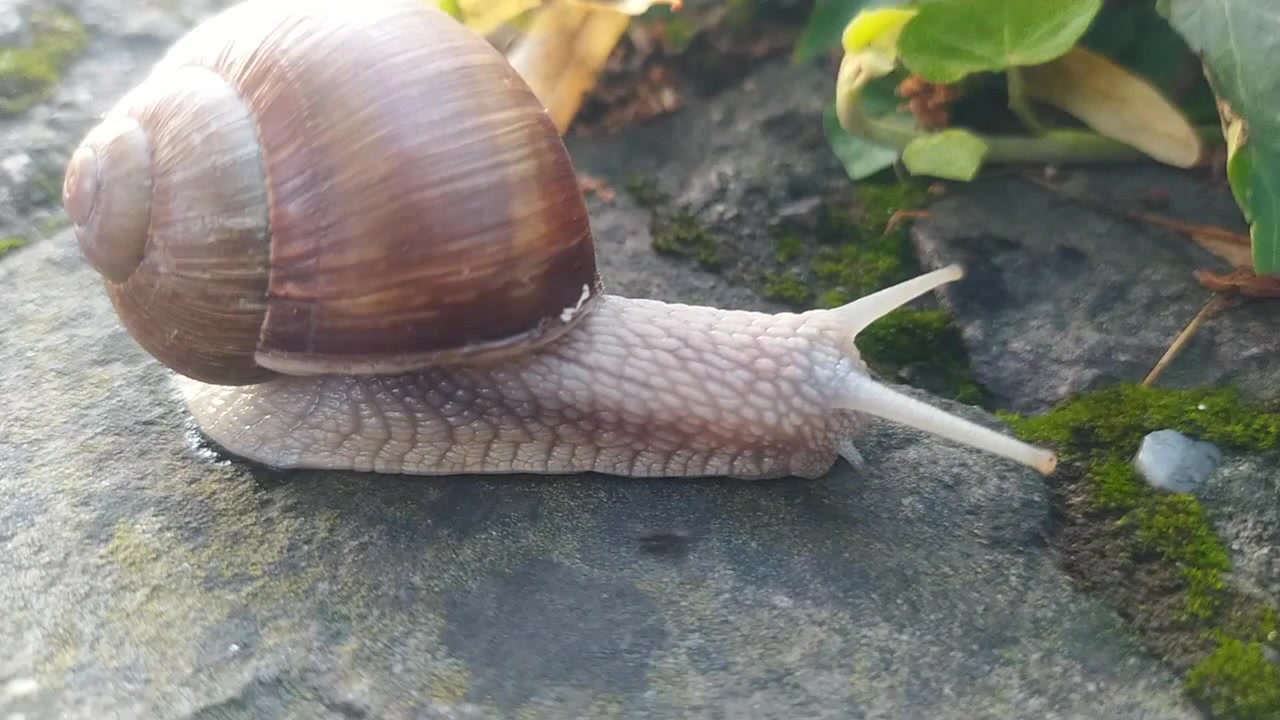 epic snail - Coub