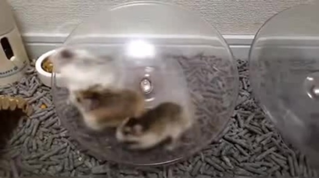 hamster spinner - Coub