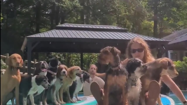 Doggo Pool Party - Coub