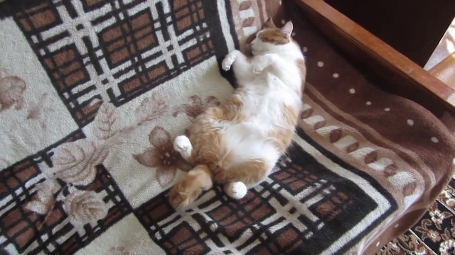 Cat on the Positive - Coub