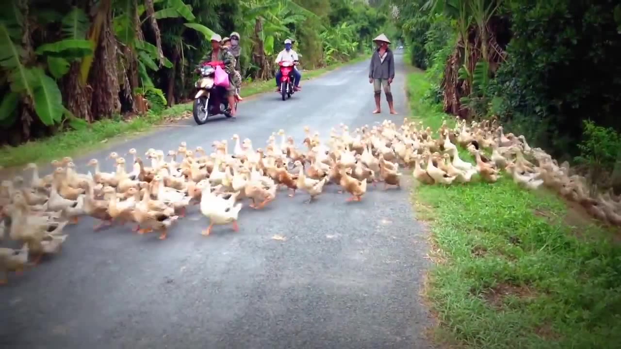 Stopped by a Train of Ducks - Coub