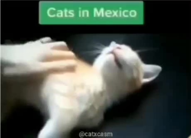 Cats in da 'hood - Coub