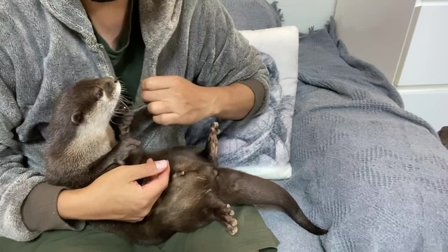 Cute otter Aty loves to be close with his dad - Coub