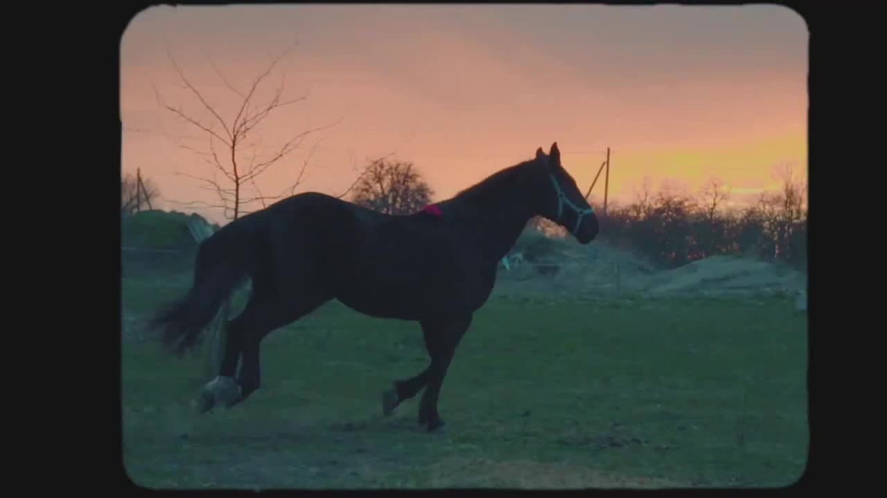 LOSHADKI // HORSES - Coub