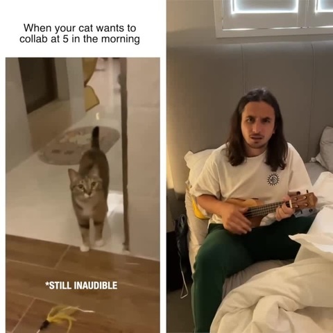 The Kiffness - Xylophone Cat (Singing Cat Collab) - Coub