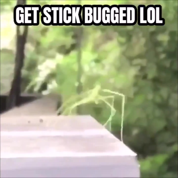 get stick bugged lol (loop) - Coub
