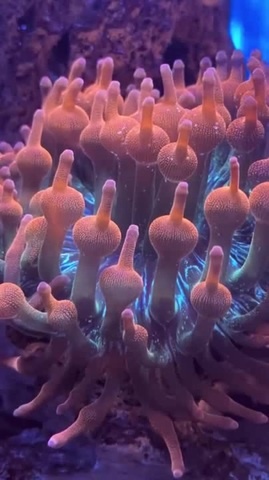 underwater inhabitant - Coub