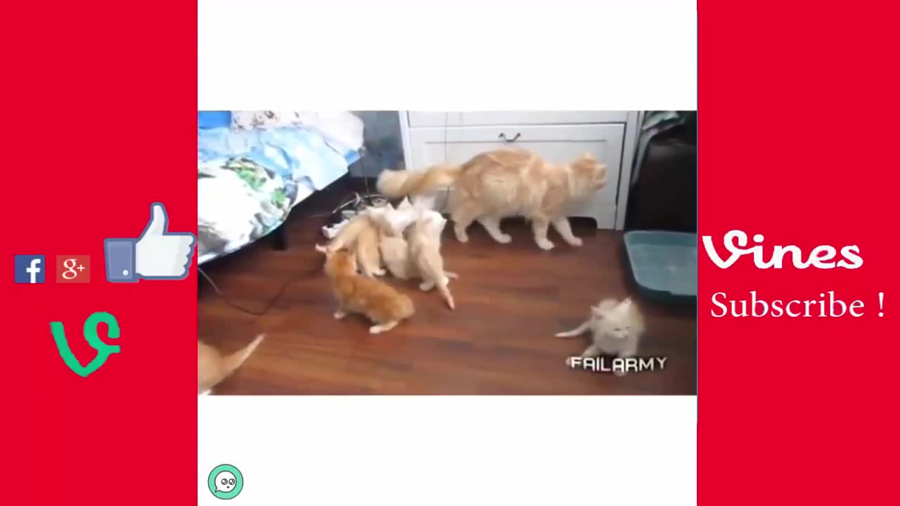 Best Vines Compilation | March 2016 | Funny videos 2016 - Coub