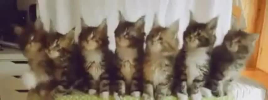 cats positive - Coub