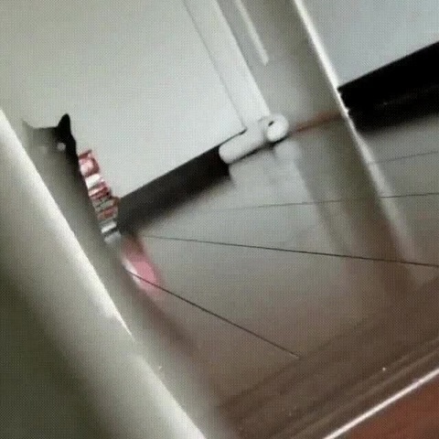 Sneaky Cat Jazz - Coub