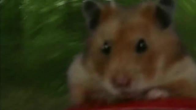 Hamster Phonk - Coub