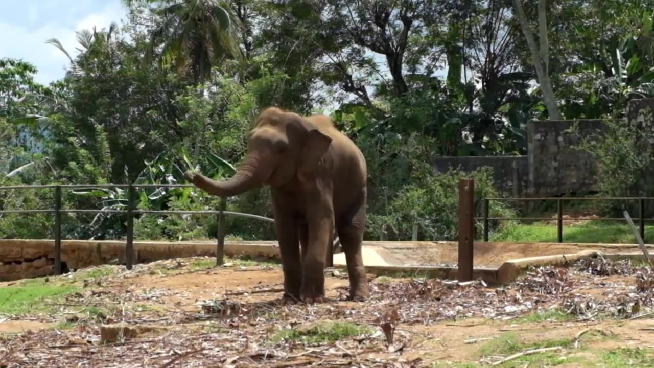 Elephant's reggae - Coub