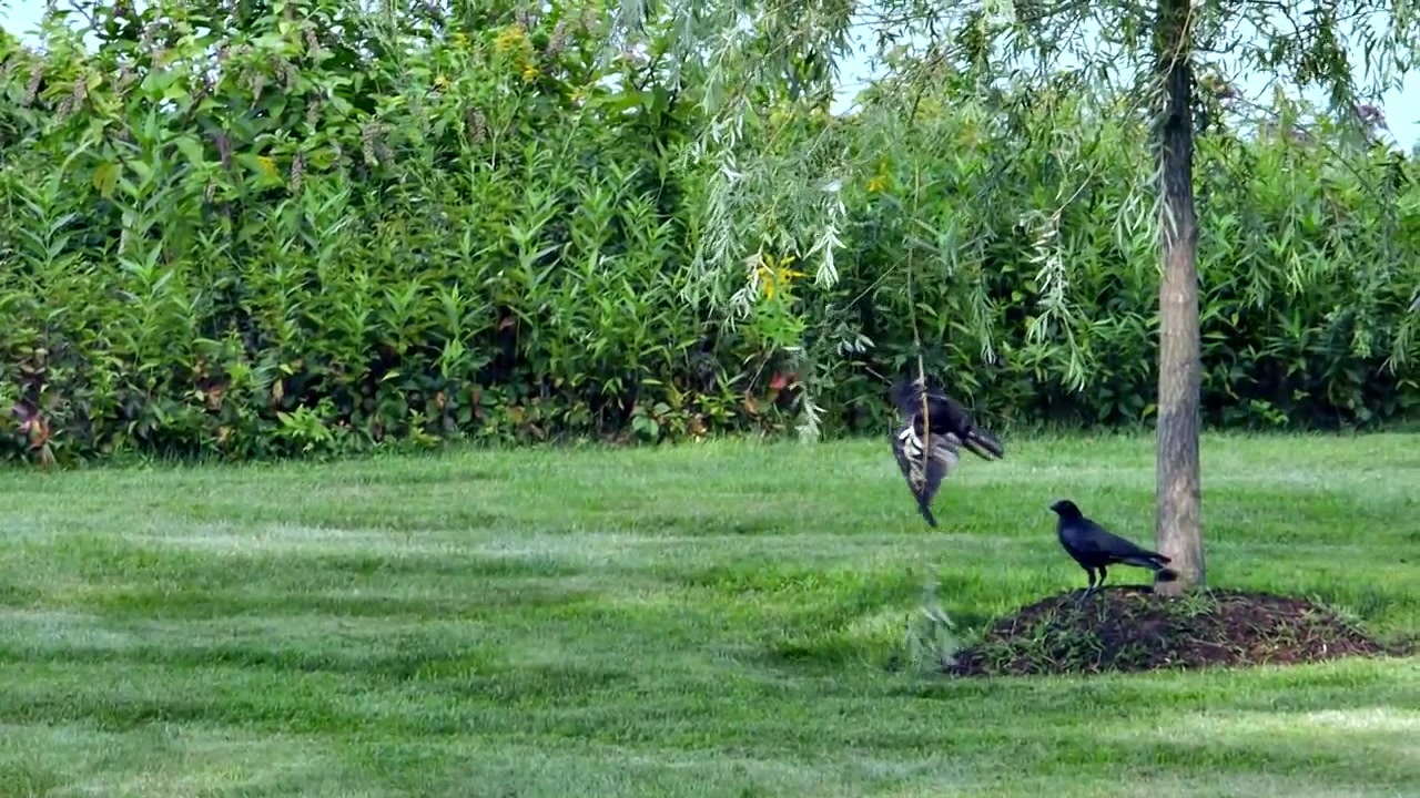 Crows Playing Swinging from a Branch - Coub