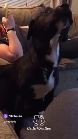 Animals flex 😂 - Coub