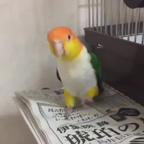 Dancing bird - Coub
