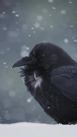 winter is coming - Coub